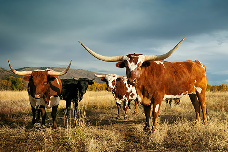 Mosing Group – National Presence, Local Expertise